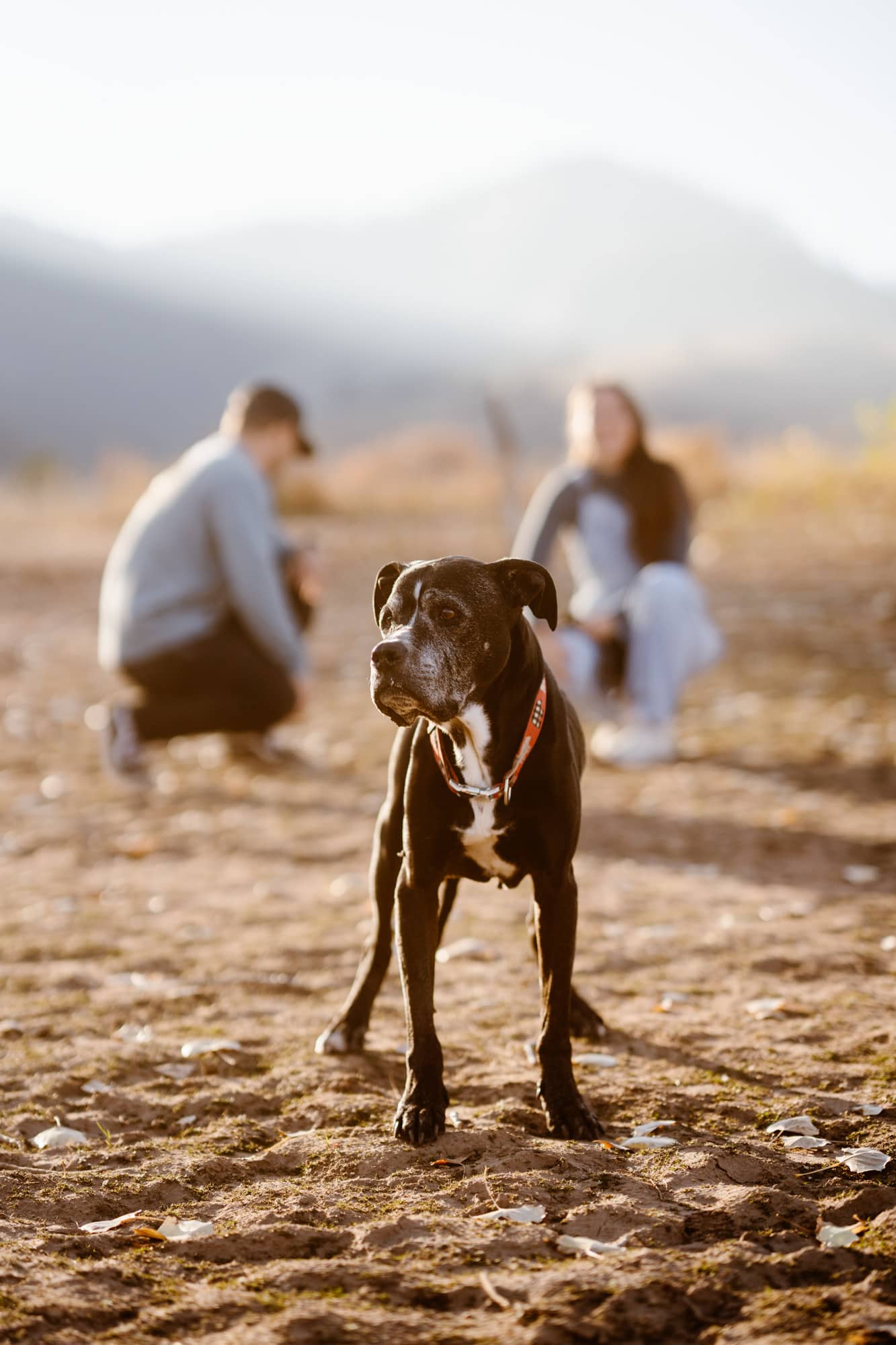 Lifestyle Couples Photo Session with a Senior Dog